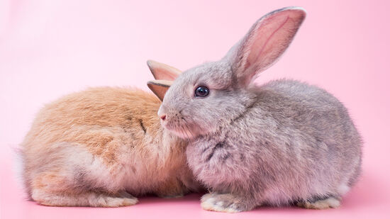 Rabbit Makeup Testing | Saubhaya Makeup